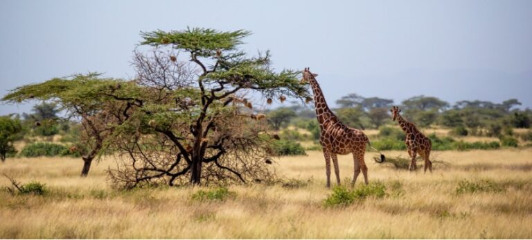 Explore Natural Sciences: A Comprehensive Guide